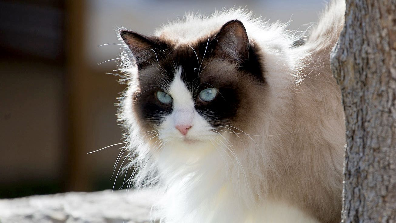 Ragdoll España:La raza de gato ideal para ti
